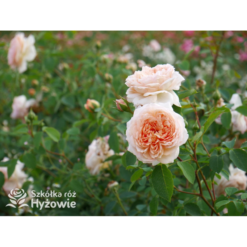 Bathsheba™ (Auschimbley) - David Austin® Róże Angielskie - - Szkółka ...