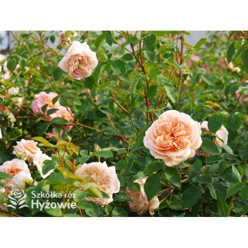 Bathsheba™ (Auschimbley) - David Austin® Róże Angielskie - - Szkółka ...