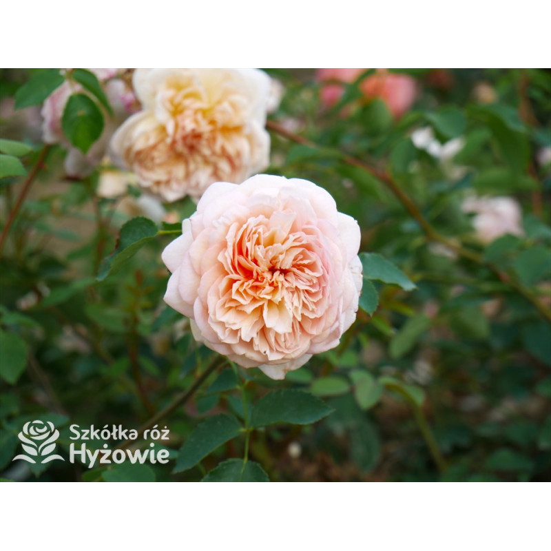 Bathsheba™ (Auschimbley) - David Austin® Róże Angielskie - - Szkółka ...