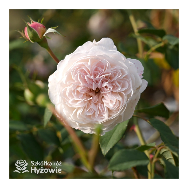 The Albrighton Rambler™ (Ausmobile) - David Austin® Róże Angielskie ...