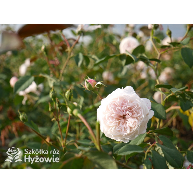 The Albrighton Rambler™ (Ausmobile) - David Austin® Róże Angielskie ...