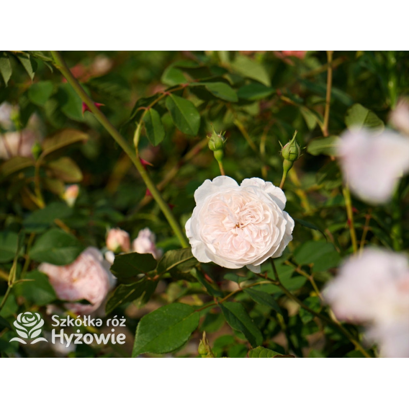 The Albrighton Rambler™ (Ausmobile) - David Austin® Róże Angielskie ...