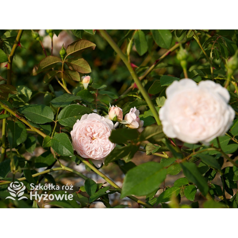 The Albrighton Rambler™ (Ausmobile) - David Austin® Róże Angielskie ...