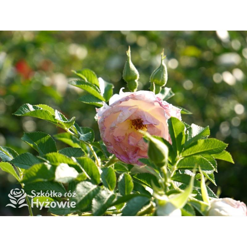 'Ritausma' - Rosa rugosa - - Szkółka Róż Hyżowie