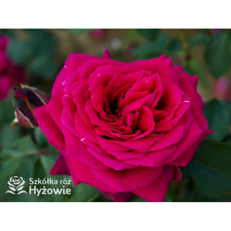 Gräfin Diana® - Róże silnie pachnące - - Szkółka Róż Hyżowie