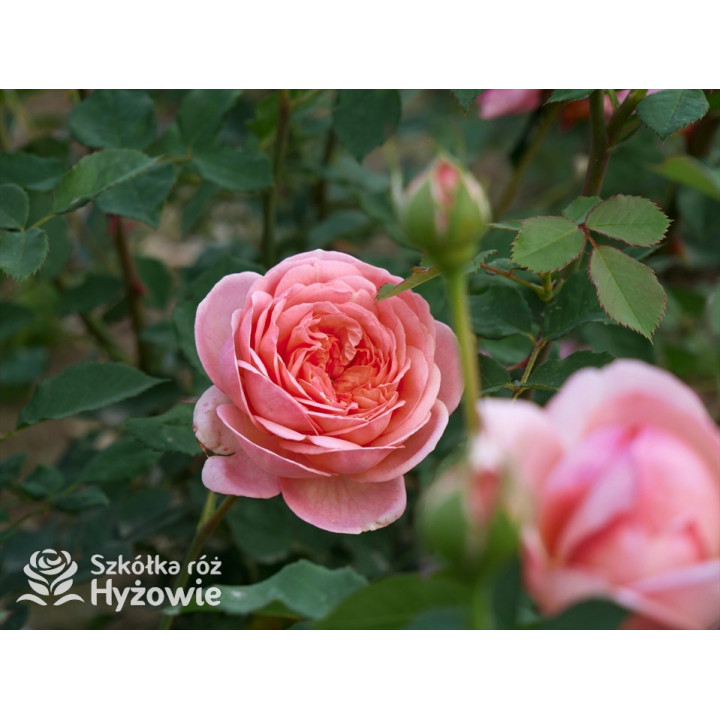 Boscobel™ (Auscousin) - David Austin® Róże Angielskie - - Szkółka Róż ...