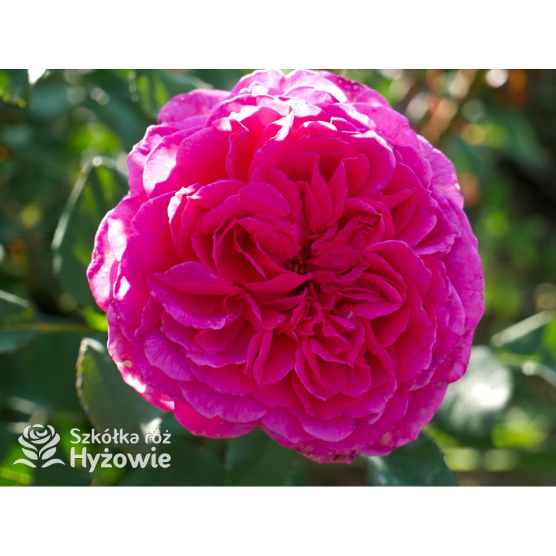 James L. Austin™ (Auspike) - David Austin® Róże Angielskie - - Szkółka ...