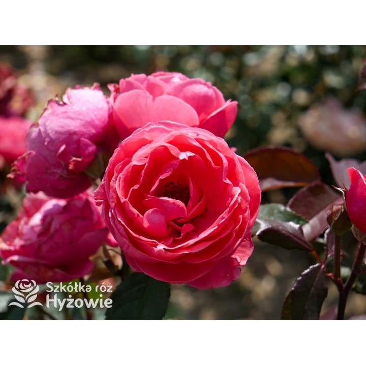 Gartenprinzessin Marie-José® - Róże silnie pachnące - - Szkółka Róż Hyżowie