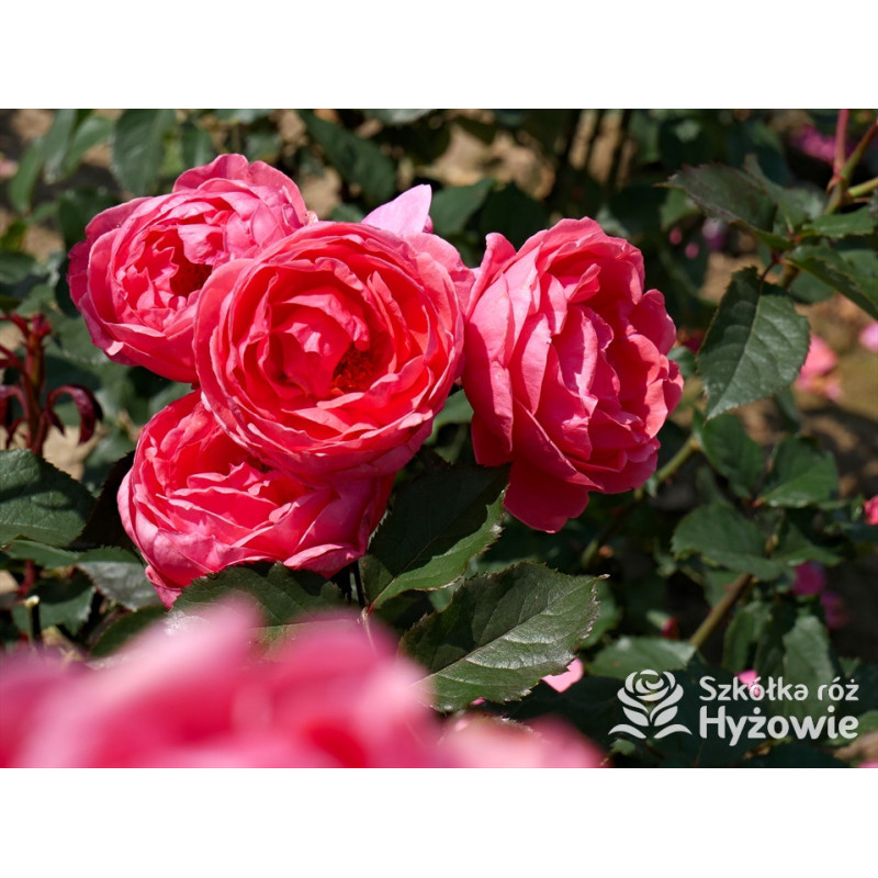 Gartenprinzessin Marie-José® - Róże silnie pachnące - - Szkółka Róż Hyżowie