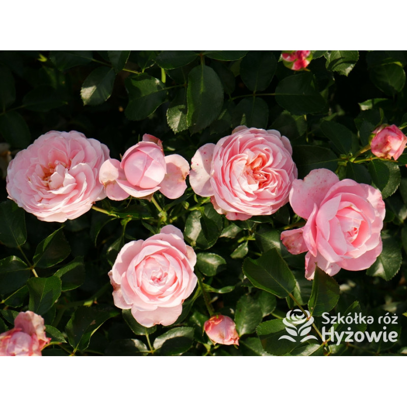 Inner Wheel Forever – zdrowa róża rabatowa Plant’n’Relax® | Hyżowie