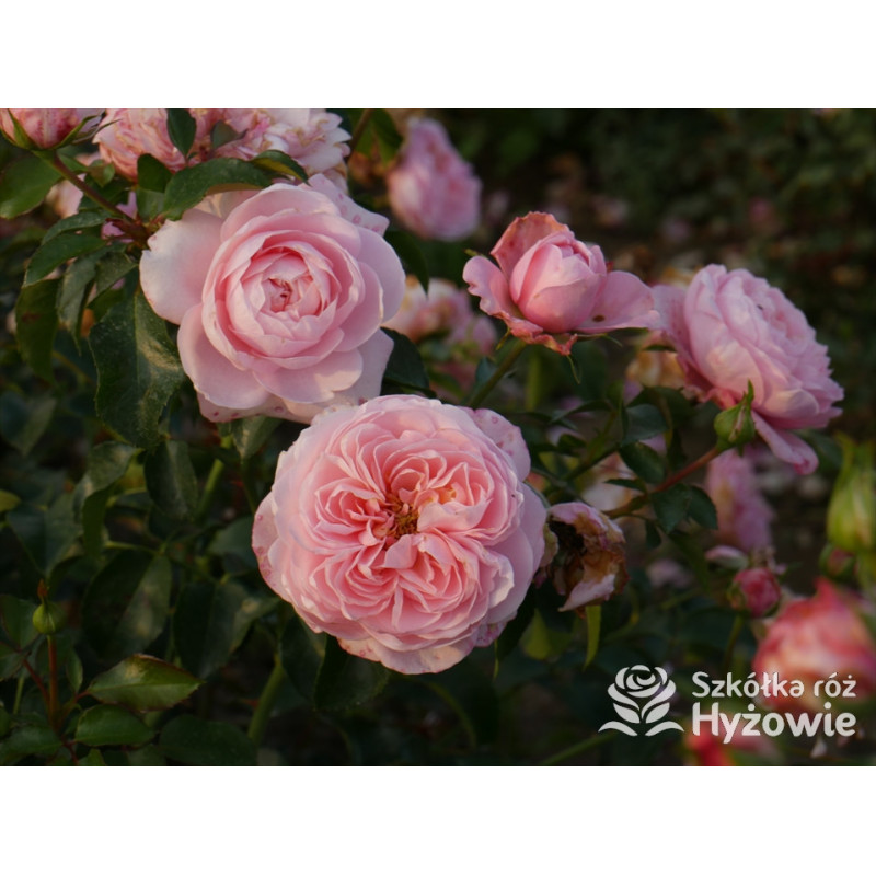 Inner Wheel Forever – zdrowa róża rabatowa Plant’n’Relax® | Hyżowie