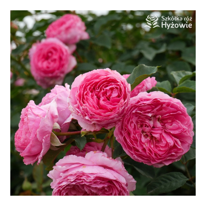 Mina Frayla™ - Róże silnie pachnące - - Szkółka Róż Hyżowie