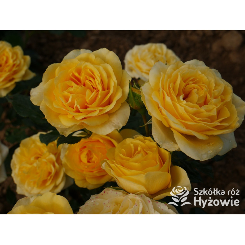 Sweet Summer™ - Róże Miniaturowe