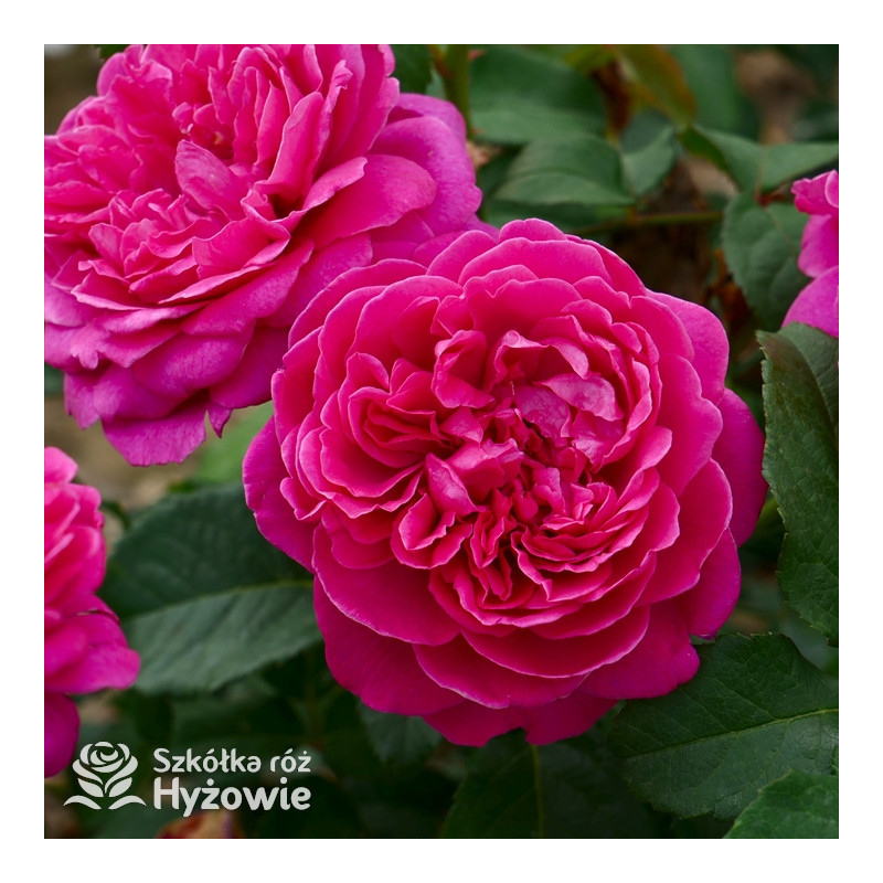 James L. Austin™ (Auspike) - David Austin® Róże Angielskie - - Szkółka ...