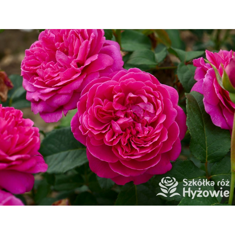 James L. Austin™ (Auspike) - David Austin® Róże Angielskie - - Szkółka ...