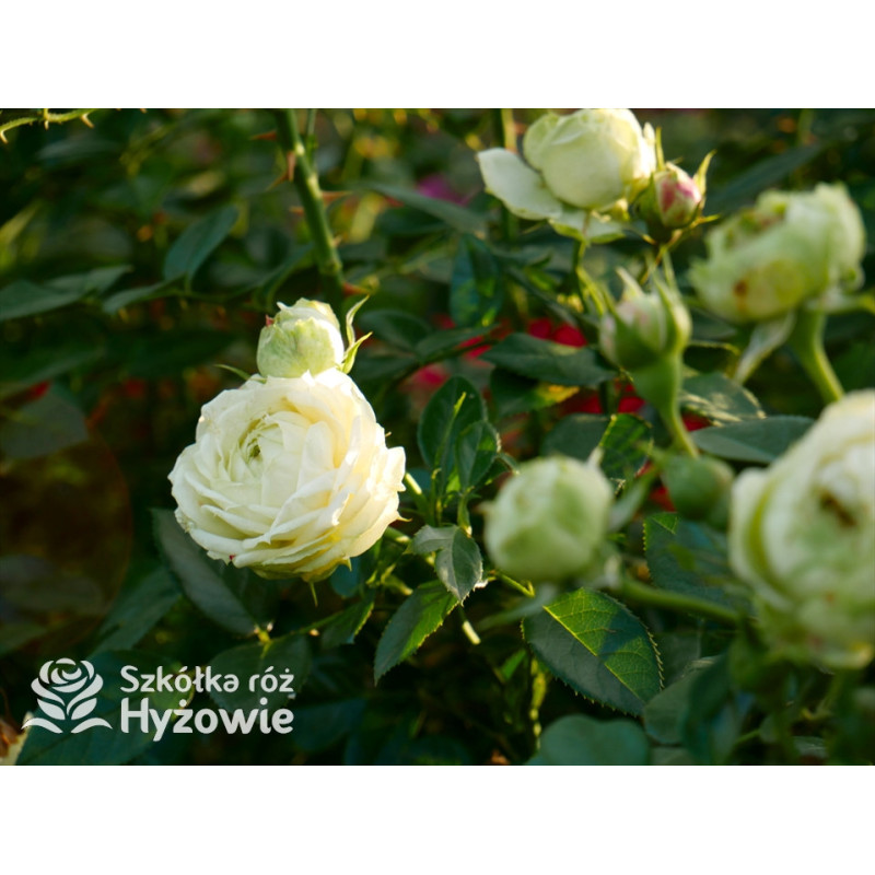 Lemon Rokoko® - Róże Rabatowe - - Szkółka Róż Hyżowie