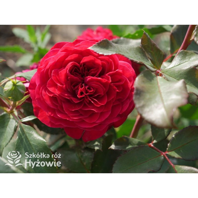 Rouge Meilove® / Mona Lisa® - Róże Rabatowe - - Szkółka Róż Hyżowie