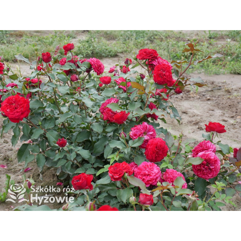 Rouge Meilove® / Mona Lisa® - Róże Rabatowe - - Szkółka Róż Hyżowie