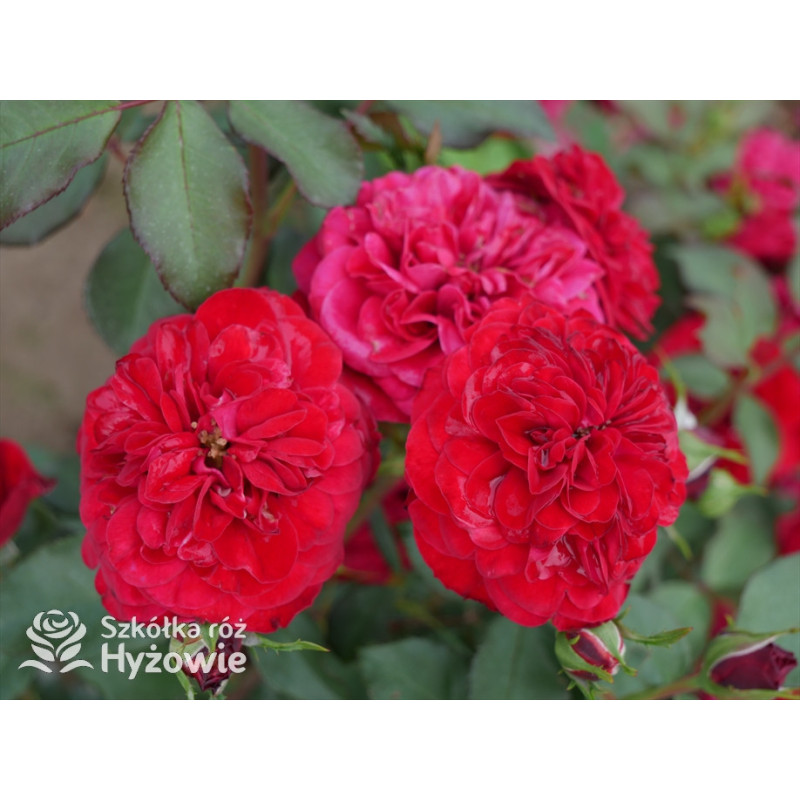 Rouge Meilove® / Mona Lisa® - Róże Rabatowe - - Szkółka Róż Hyżowie