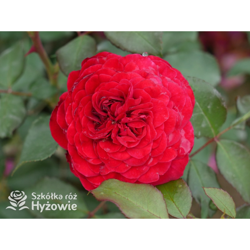 Rouge Meilove® / Mona Lisa® - Róże Rabatowe - - Szkółka Róż Hyżowie